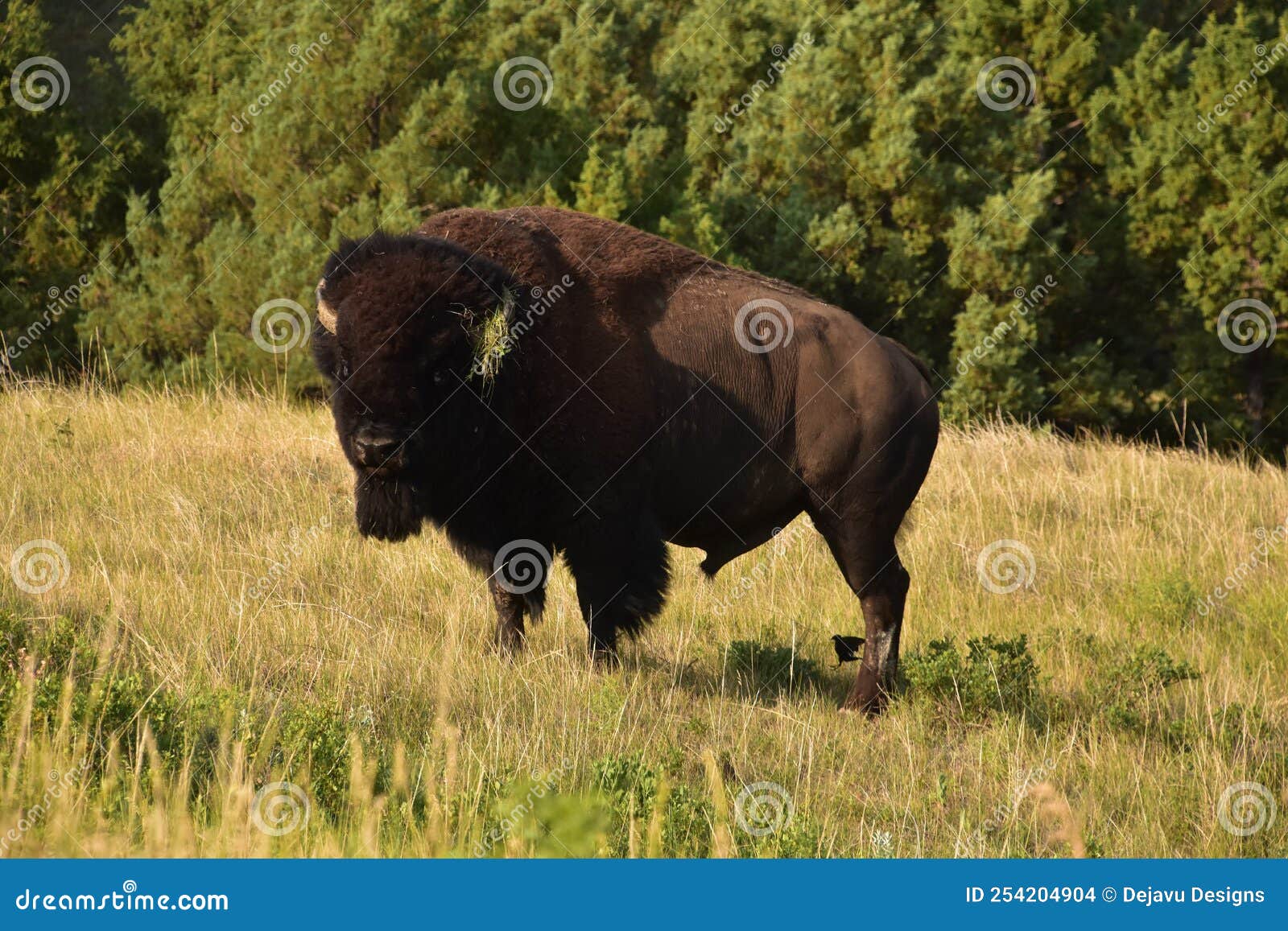 Bison with Grass Caught on His Horn Stock Photo - Image of large ...