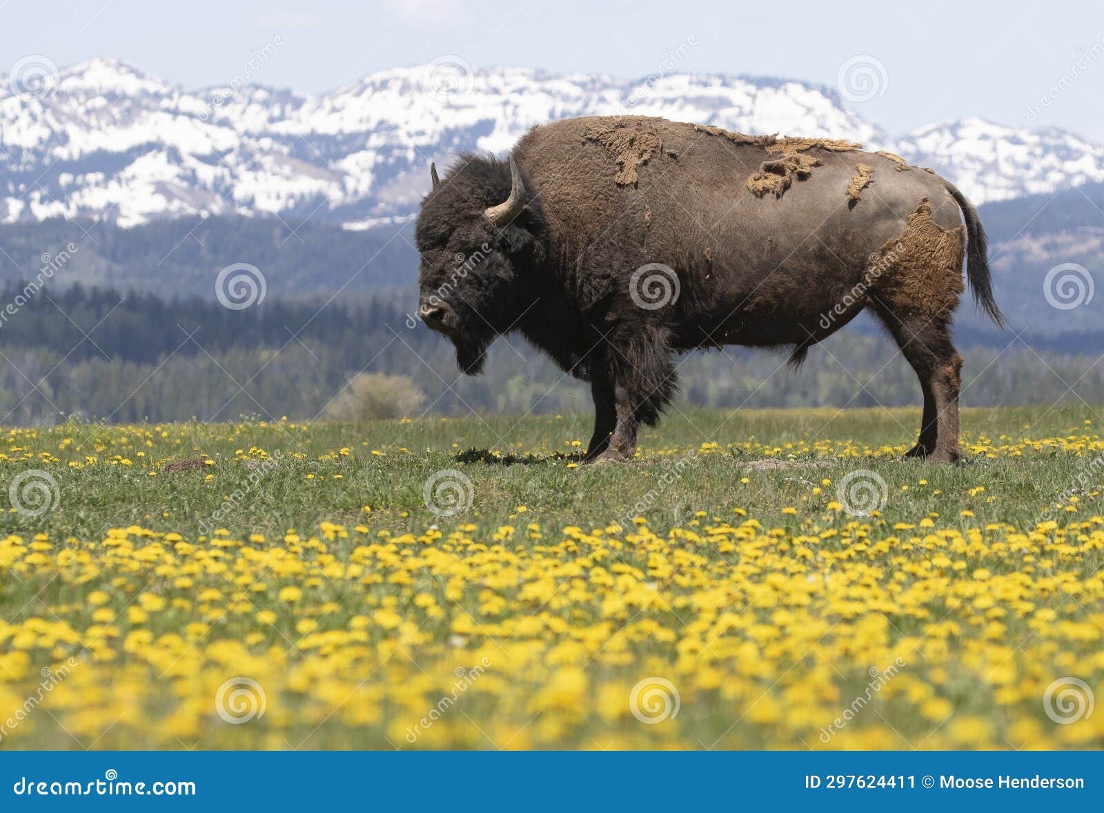 Bison in Grass and Yellow Flowers with Mountains in Background Stock ...