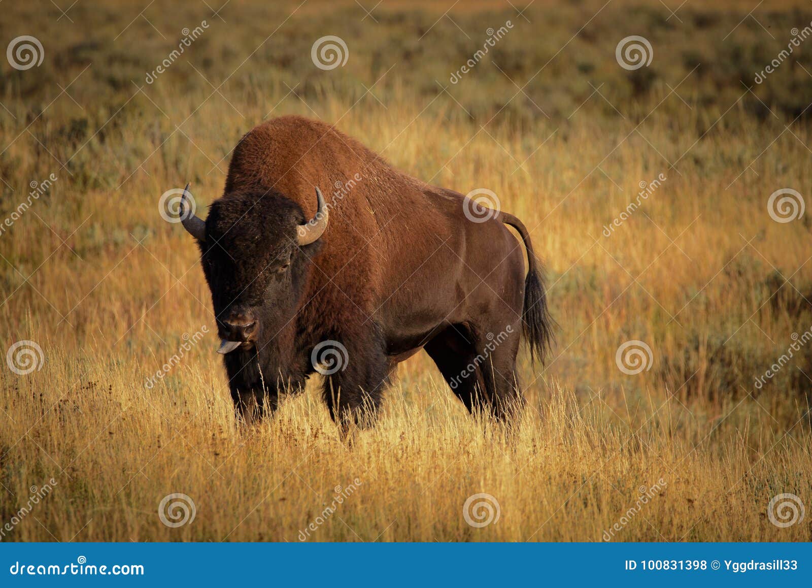 Bison Pulling Out His Tongue Stock Photo - Image of grazing, portrait ...