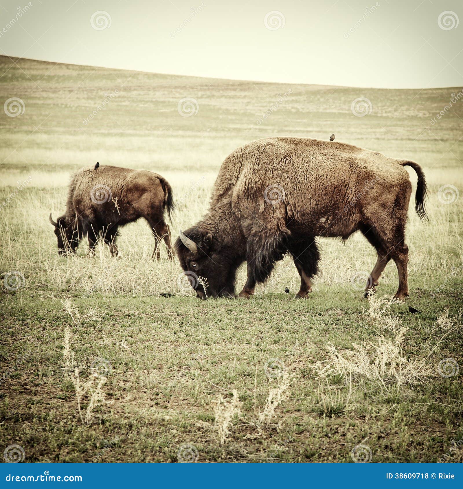 Bison grazing old photo stock photo. Image of american - 38609718