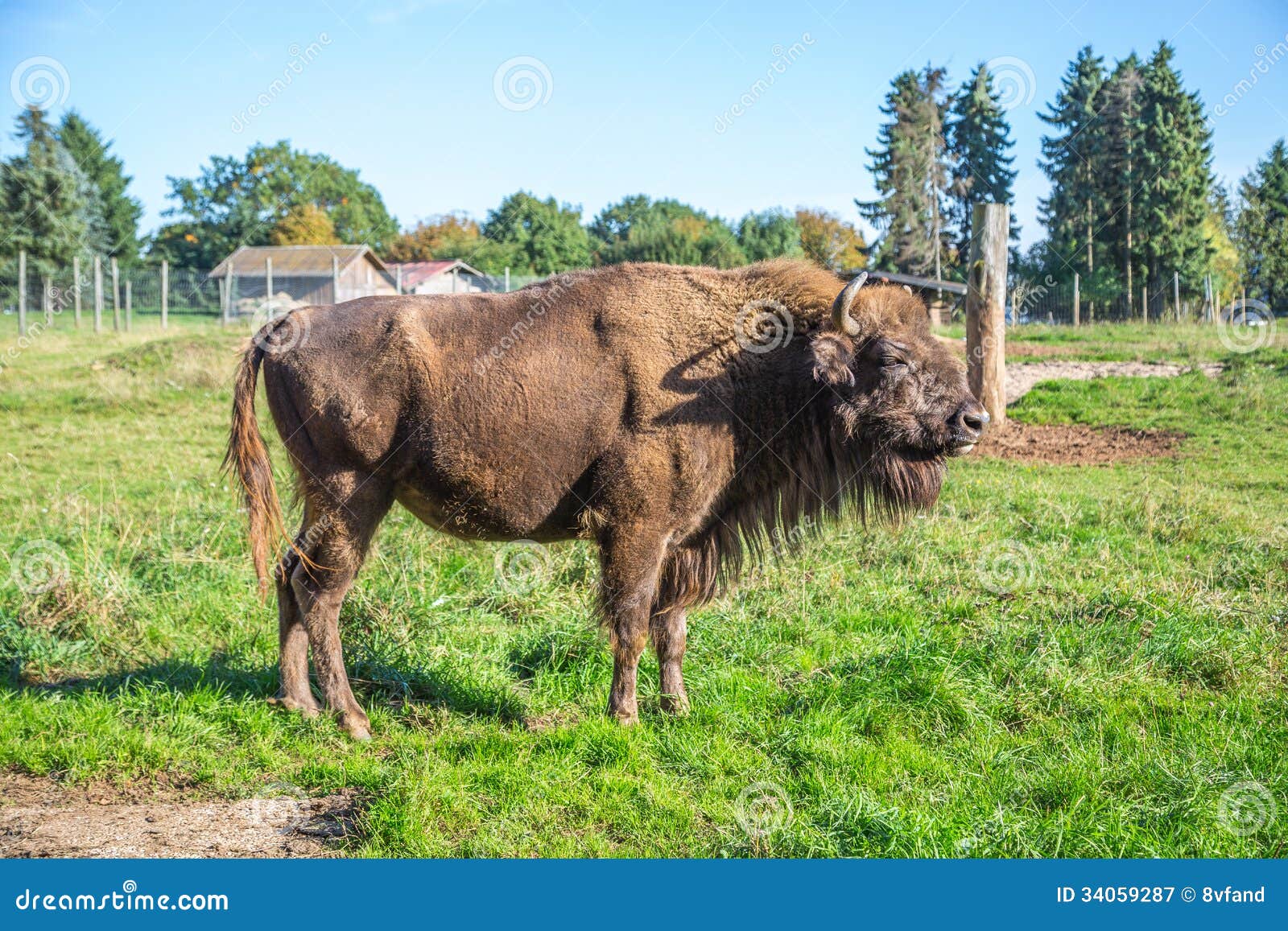 Bison stock image. Image of cattle, horn, brown, meadow - 34059287