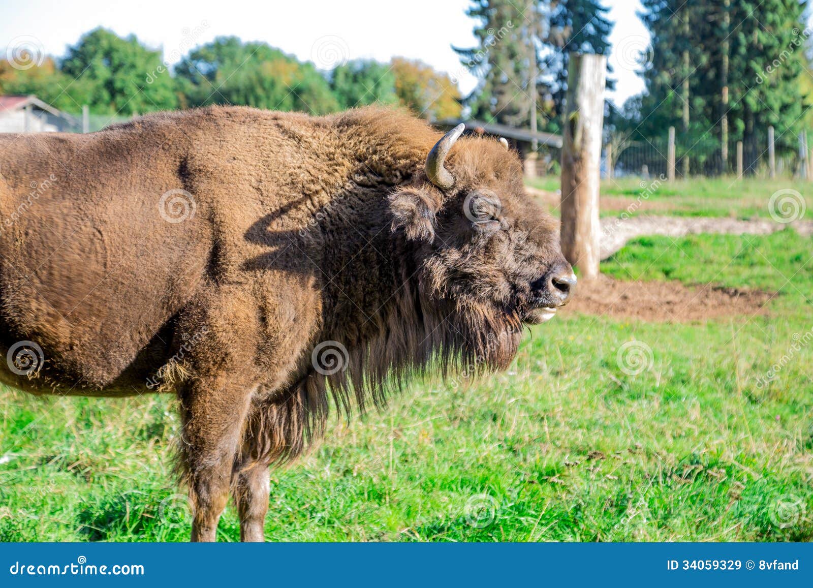 Bison stock image. Image of dark, wild, nature, meadow - 34059329