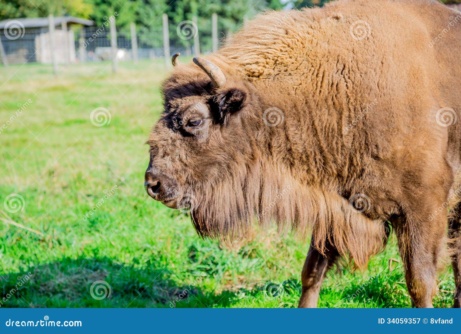Bison stock image. Image of nature, cross, animal, land - 34059357