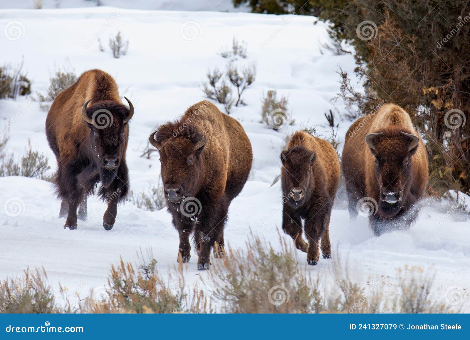Bison group running stock image. Image of late, animal - 241327079
