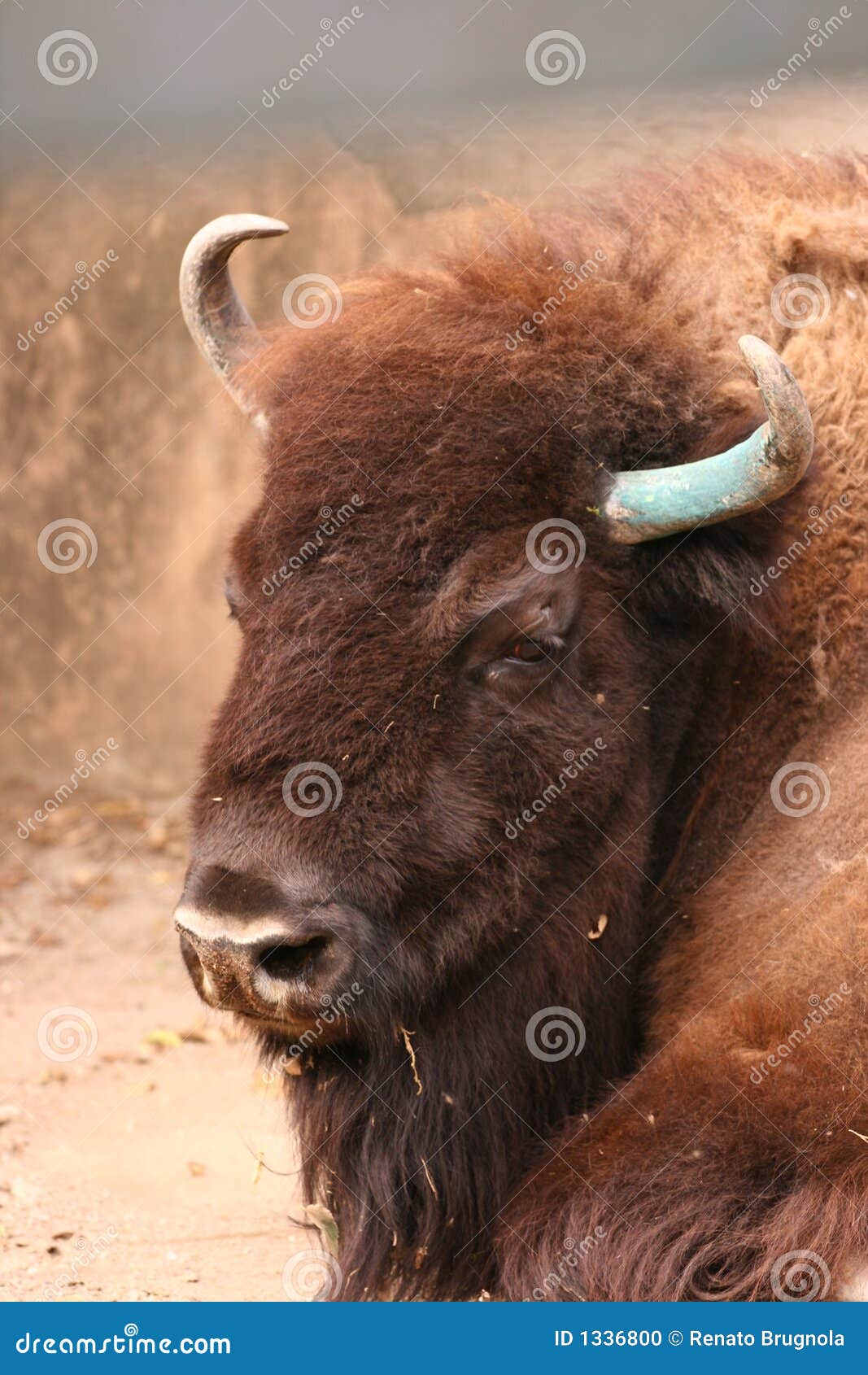 Bison head stock photo. Image of resting, strength, buffalo - 1336800