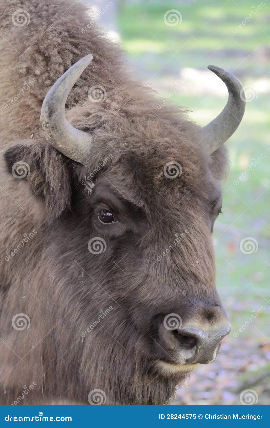 Bison head stock image. Image of large, europe, animal - 28244575