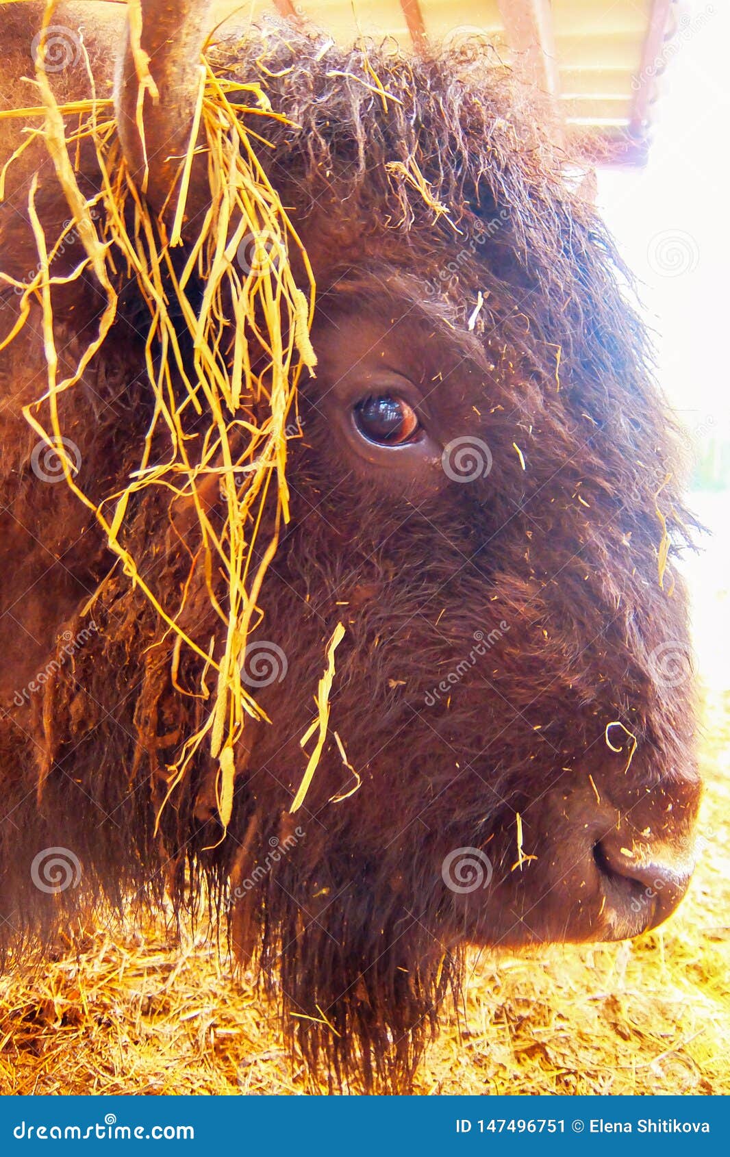 Bison head. Close-up stock image. Image of fresh, head - 147496751