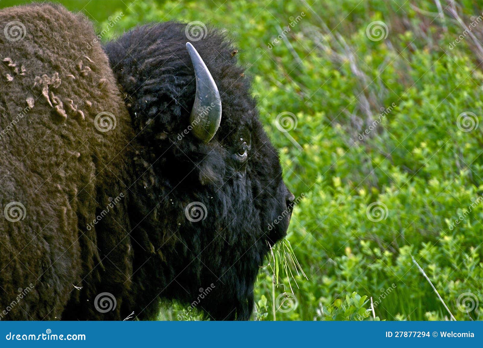 Bison Head Closeup stock photo. Image of buffalo, mammal - 27877294