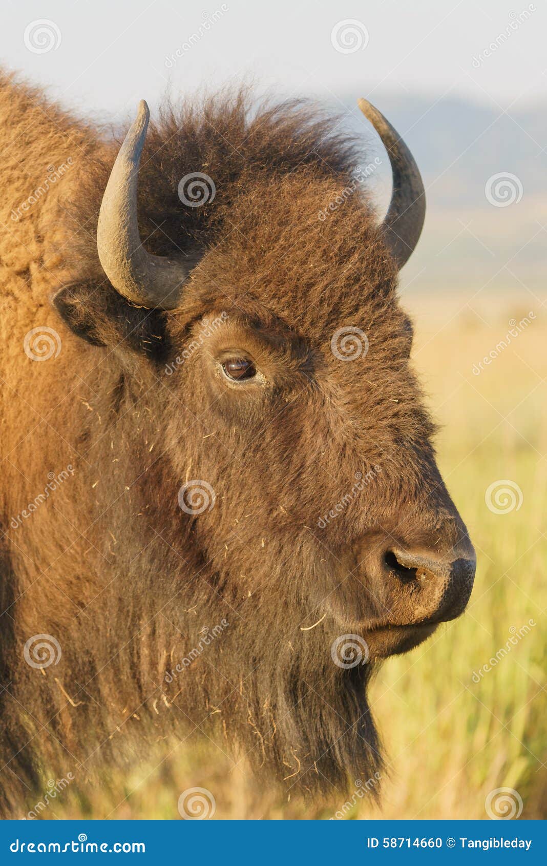 Bison Head stock photo. Image of headshot, natural, hair - 58714660