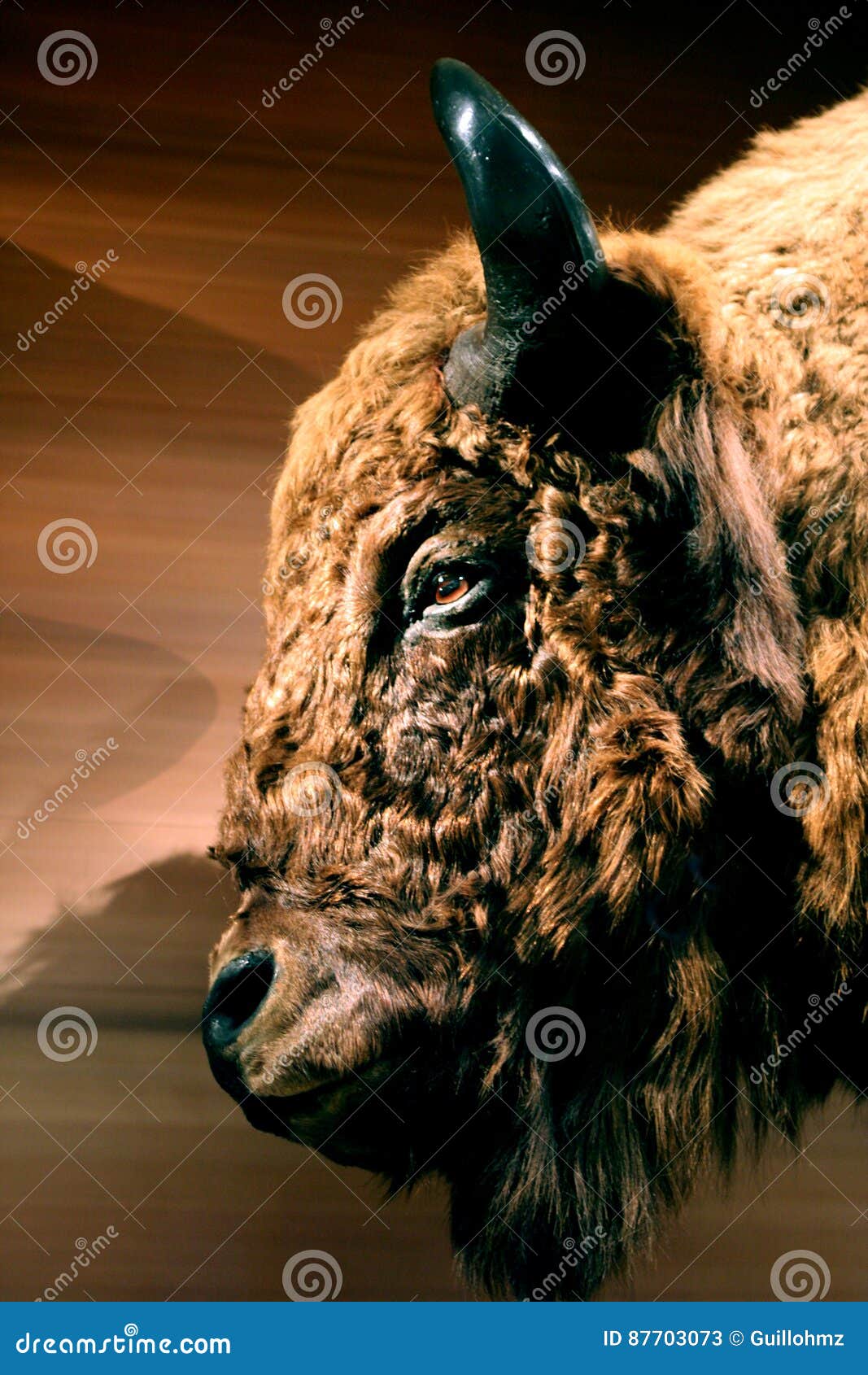 Bison head stock image. Image of museum, bull, exposition - 87703073
