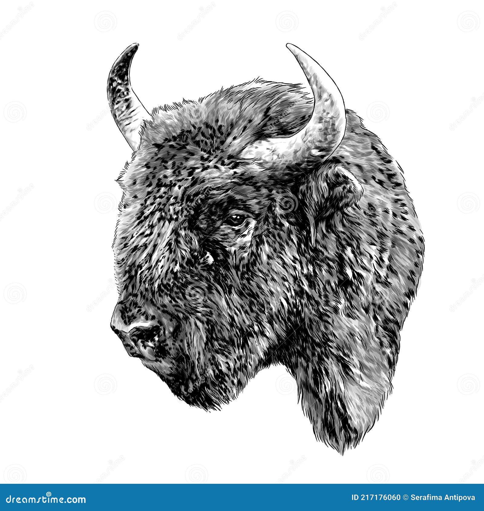 American Bison Head Drawing