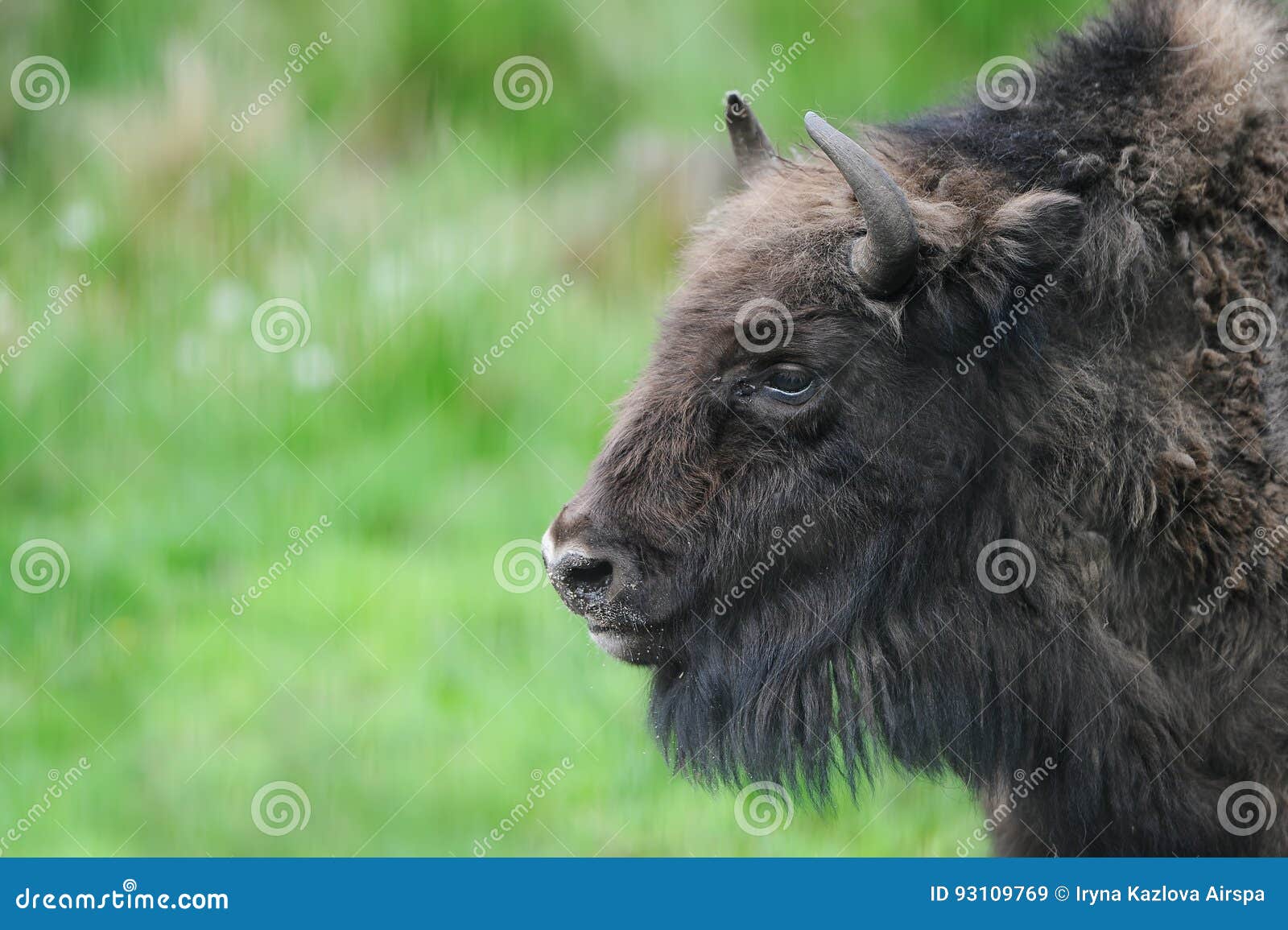 Bison Head Seen from the Side, Closeup Stock Image - Image of ...