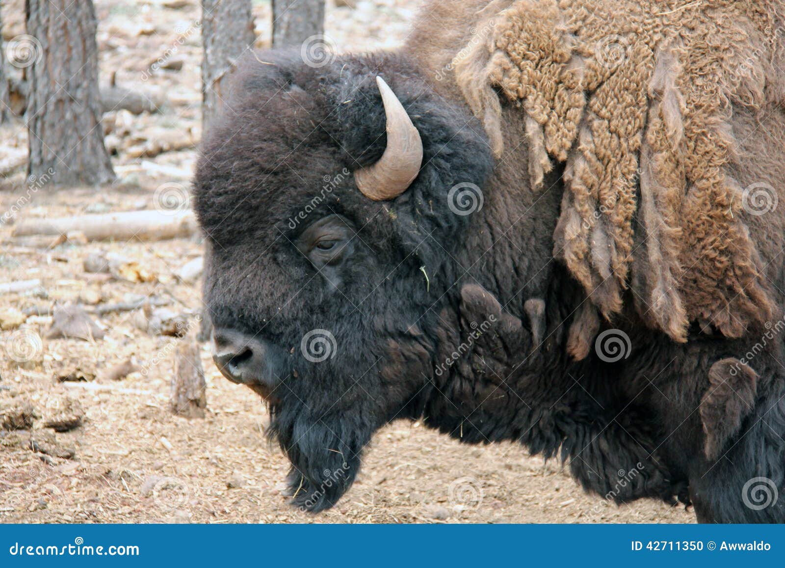 Bison head and shoulders stock photo. Image of forest - 42711350