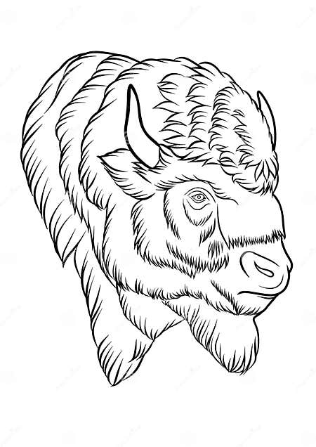 Bison Head, Vector Outline Illustration Stock Vector - Illustration of ...