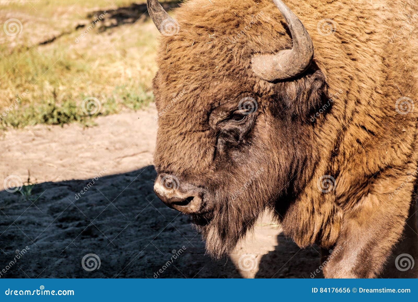 Bison head stock photo. Image of strength, wildlife, large - 84176656