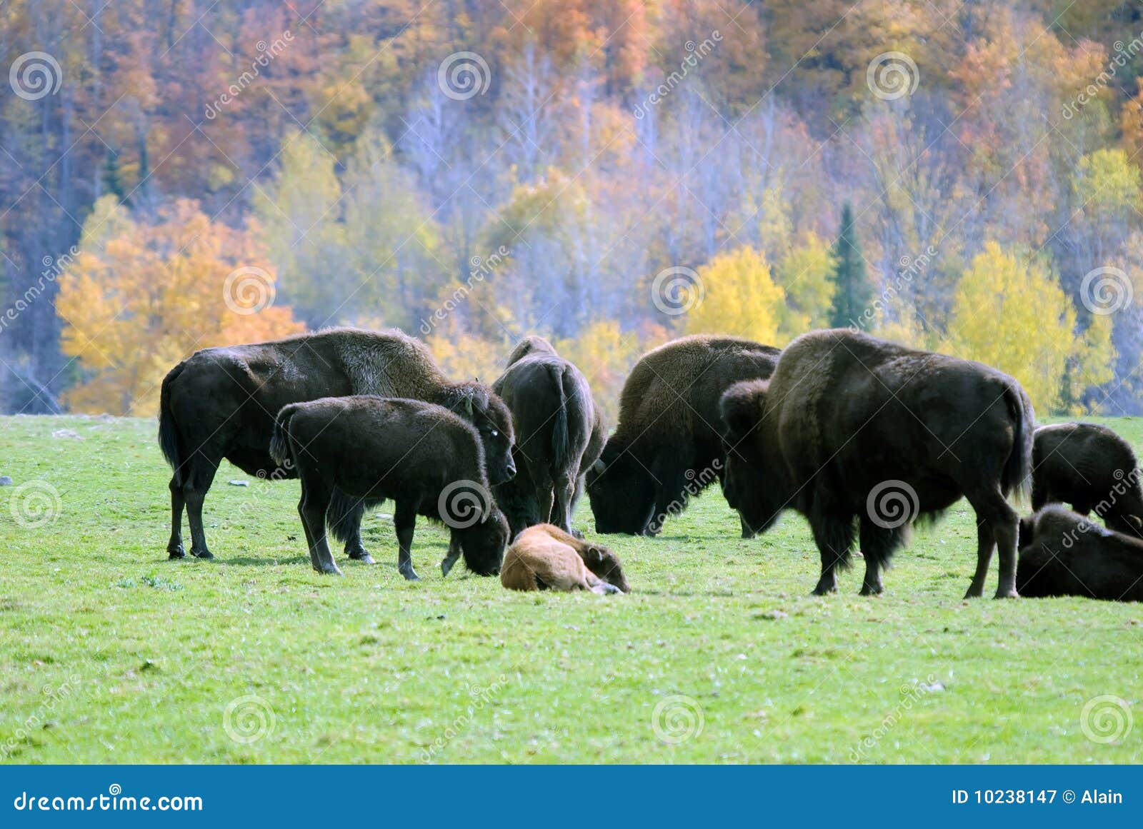 Bison Herd Royalty Free Stock Photography - Image: 10238147