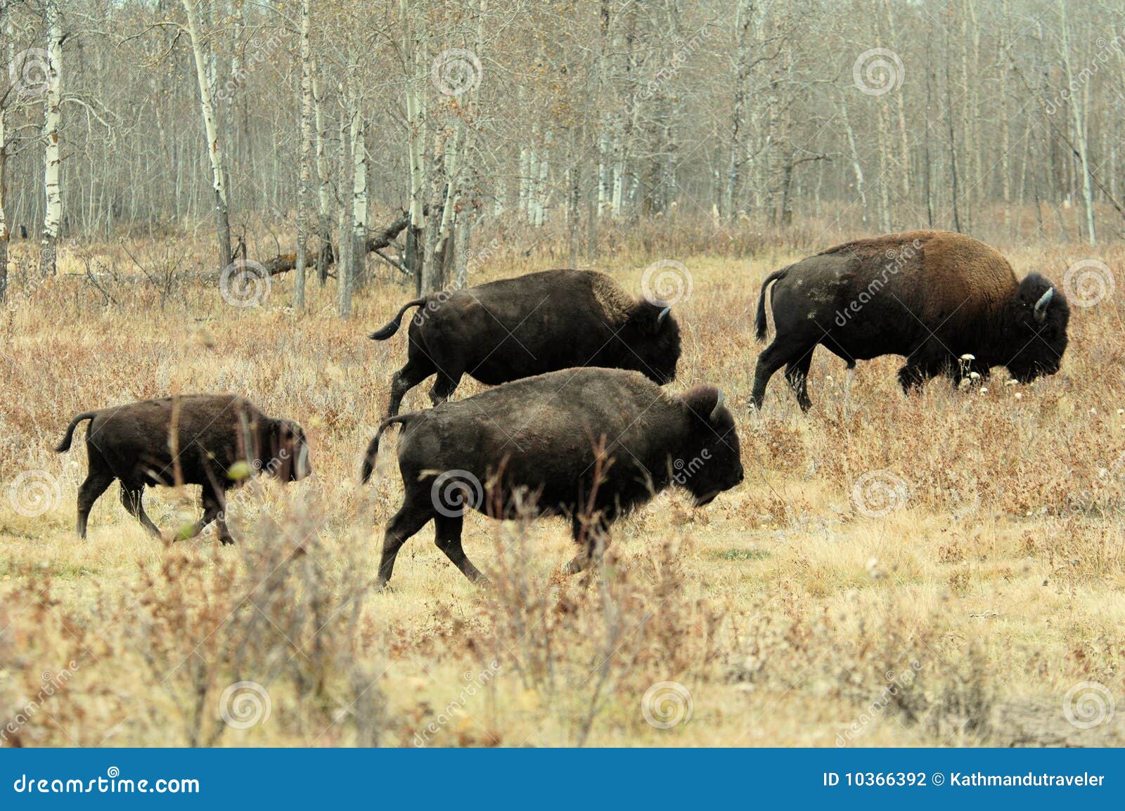 Bison herd stock photo. Image of nature, alberta, animal - 10366392