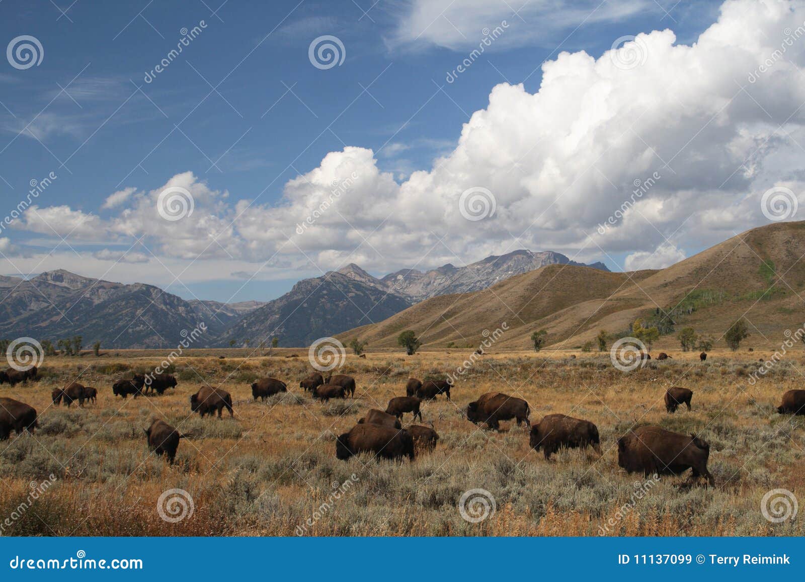 Bison herd stock image. Image of mountain, animal, herd - 11137099