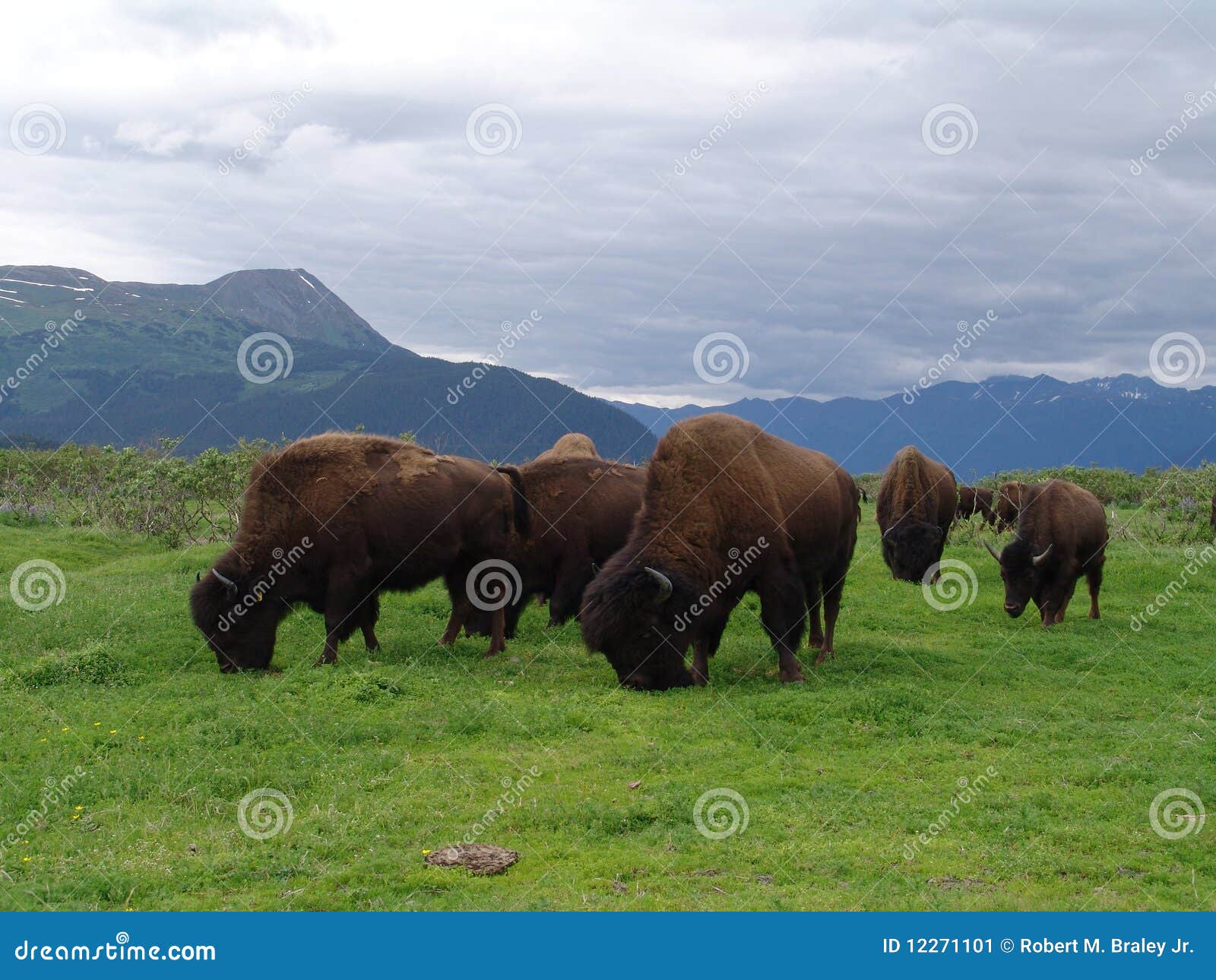 Bison herd stock image. Image of beasts, herd, bovinae - 12271101