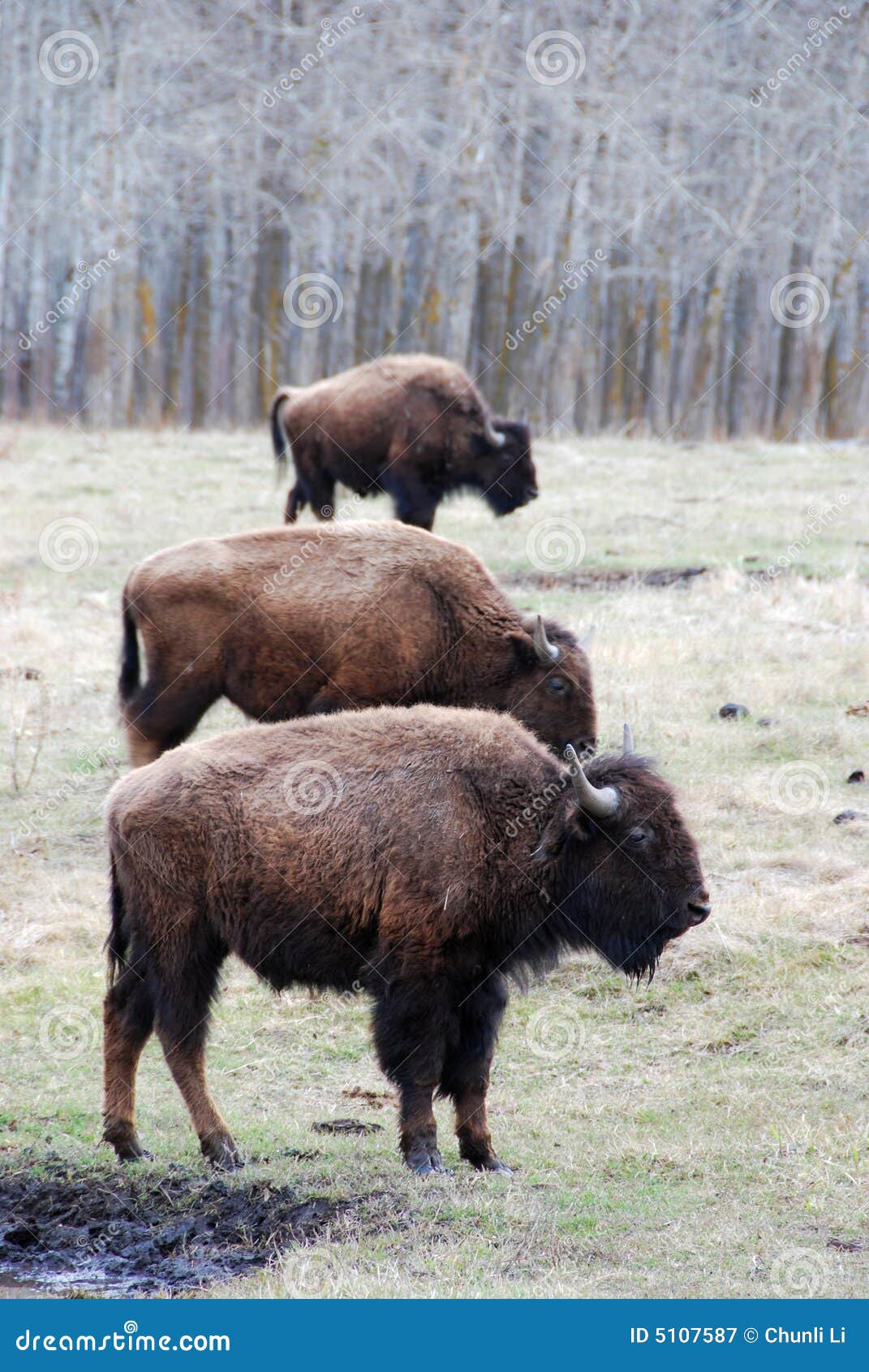 Bison herd stock image. Image of trees, forest, field - 5107587