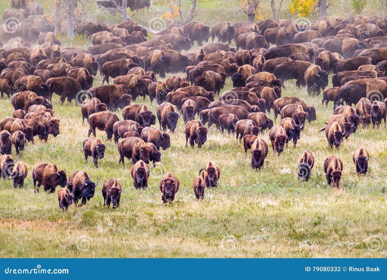 Bison Herd stock photo. Image of grass, park, prairie - 79080332
