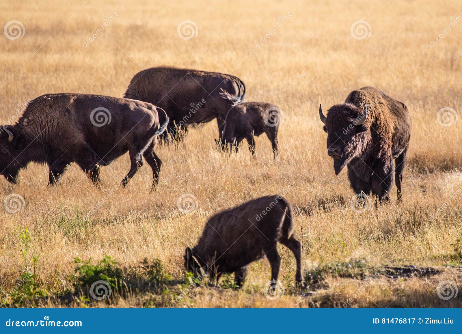 Bison herd stock image. Image of meadow, light, ungulate - 81476817