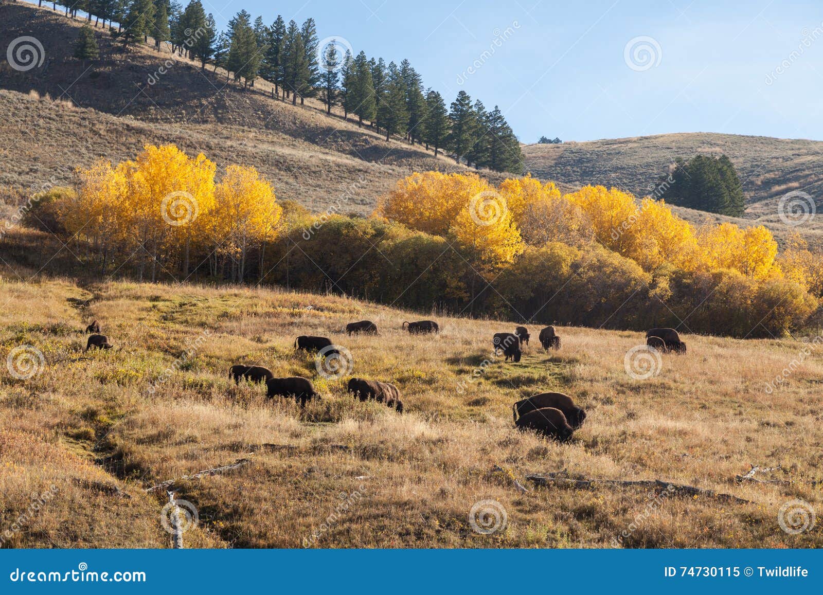 Bison Herd in Fall stock image. Image of nature, buffalo - 74730115
