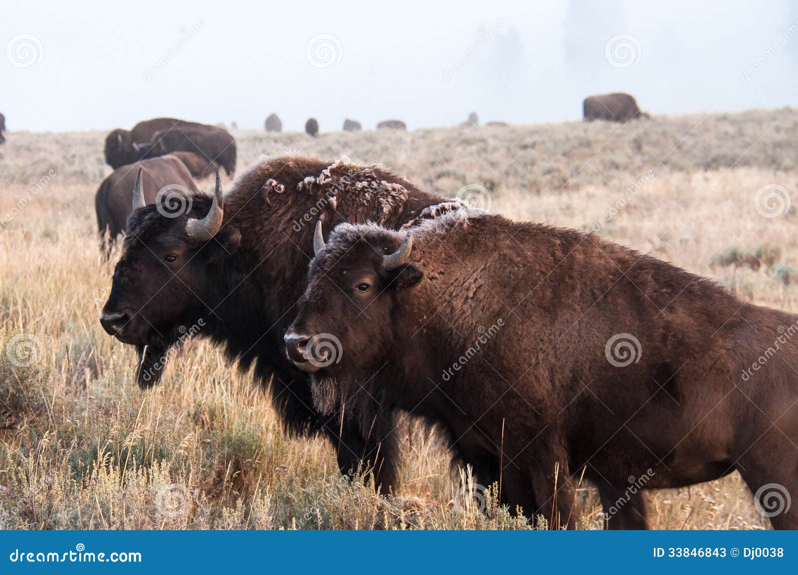 Bison herd stock image. Image of herbivore, large, buffalo - 33846843