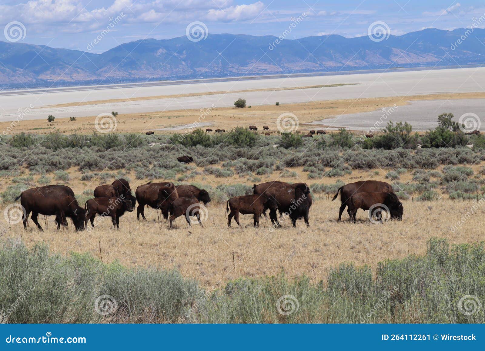 Bison Herd Grazing in the Scenic Landscape Stock Image - Image of ...