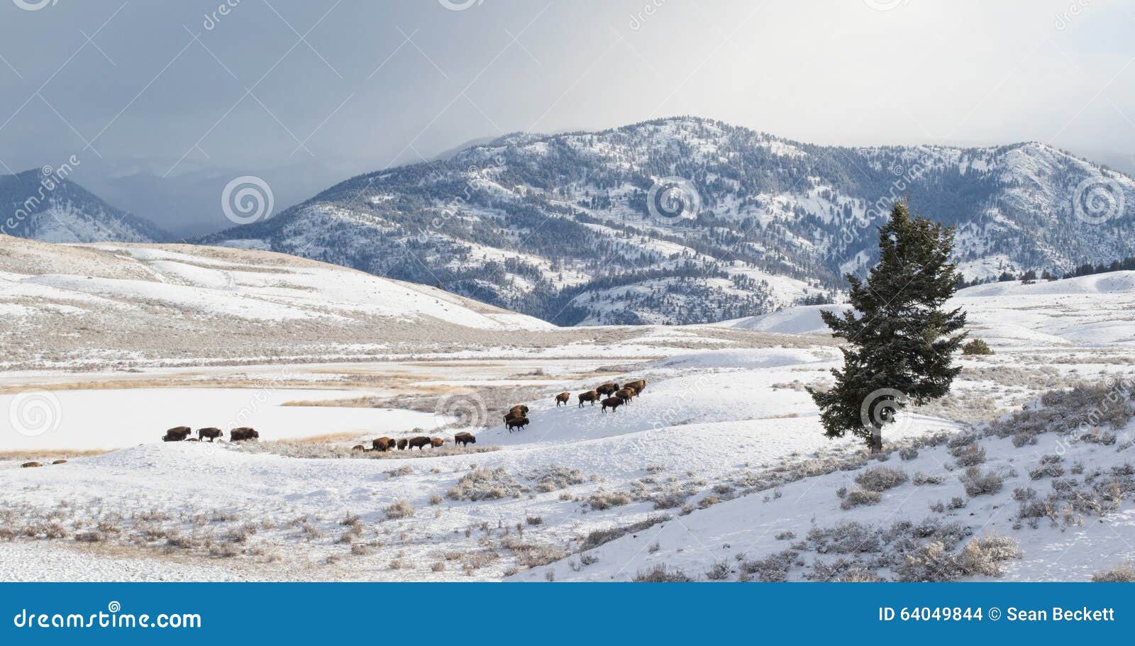 Bison Herd Migrate in Winter Stock Photo - Image of wild, animal: 64049844