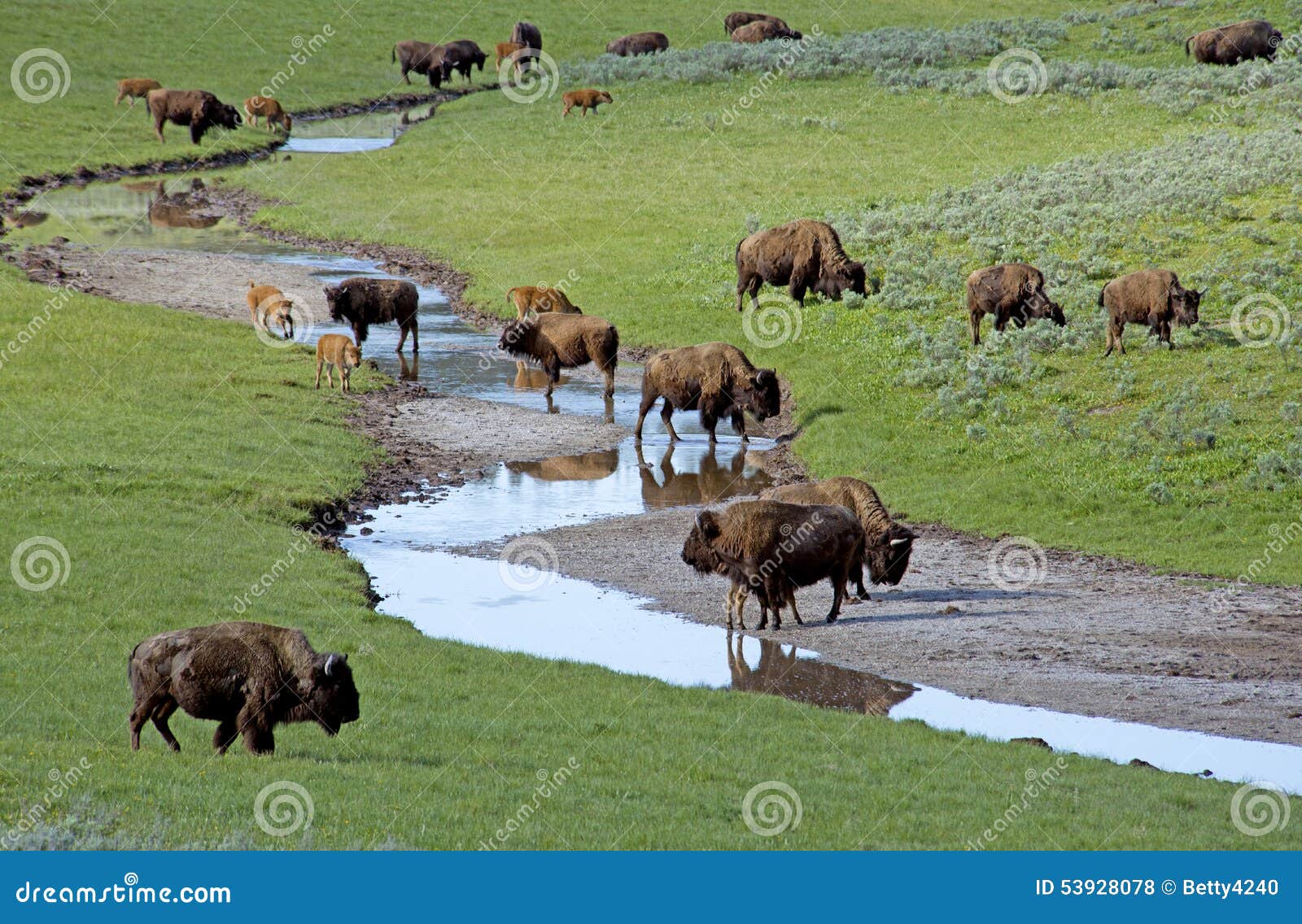 Bison Herd Near a Water Source. Stock Photo - Image of graze, babies ...