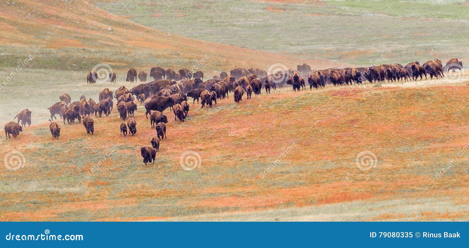 Bison Herd stock image. Image of custer, land, plains - 79080335