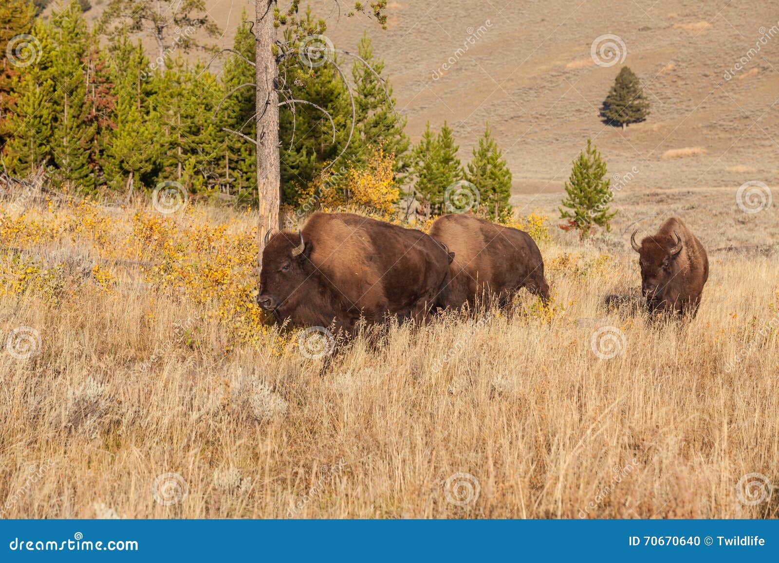 Bison Herd stock photo. Image of nature, outdoors, animal - 70670640