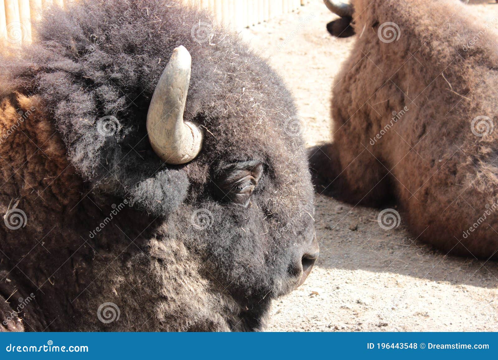 Huge bison head editorial stock photo. Image of fauna - 196443548
