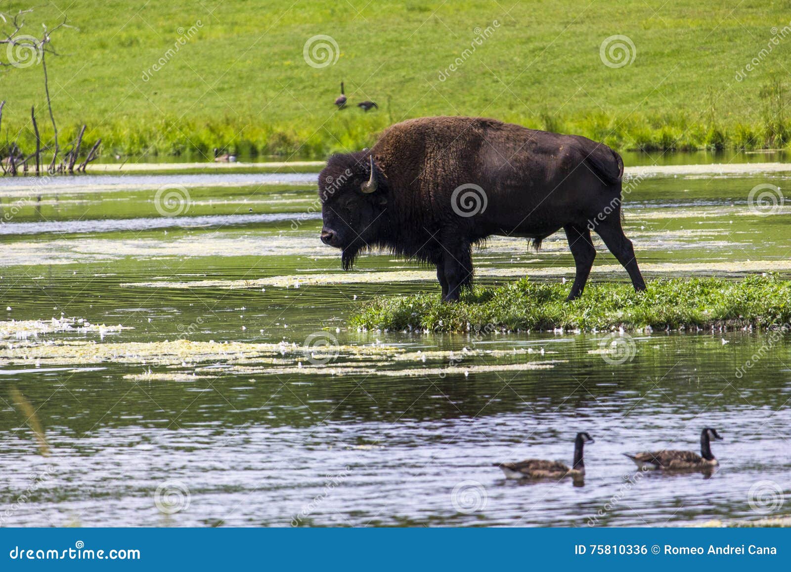 Bison by the lake stock photo. Image of water, american - 75810336