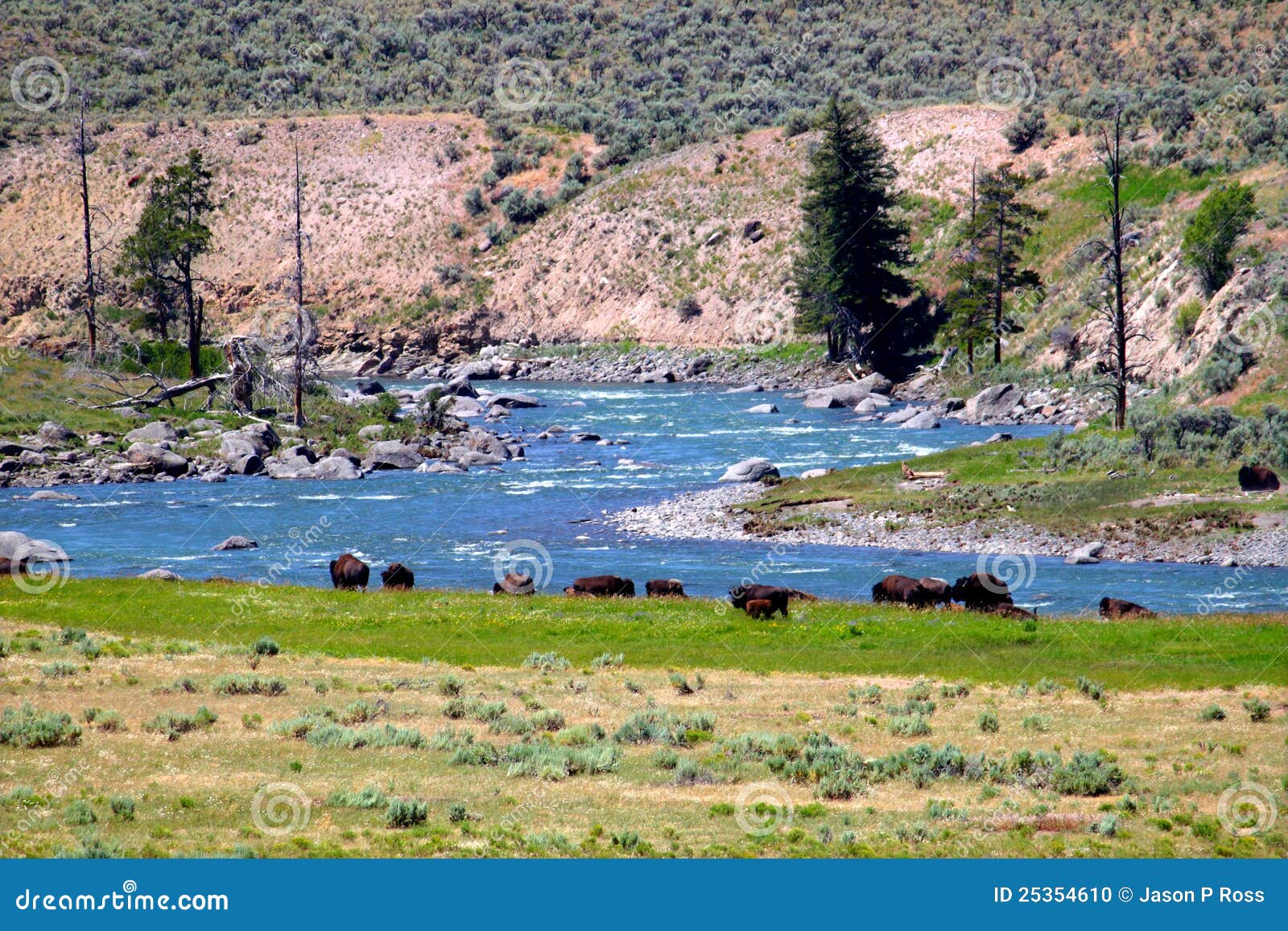 3,315 Bison River Stock Photos - Free & Royalty-Free Stock Photos from ...