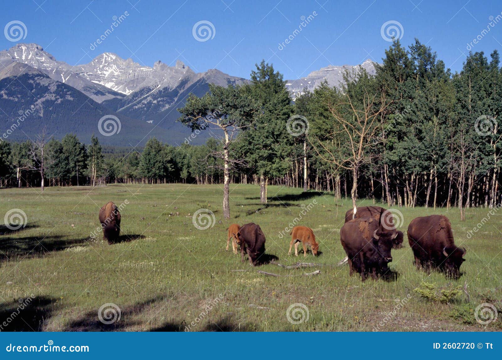 Bison in landscape stock photo. Image of buffalo, mammal - 2602720