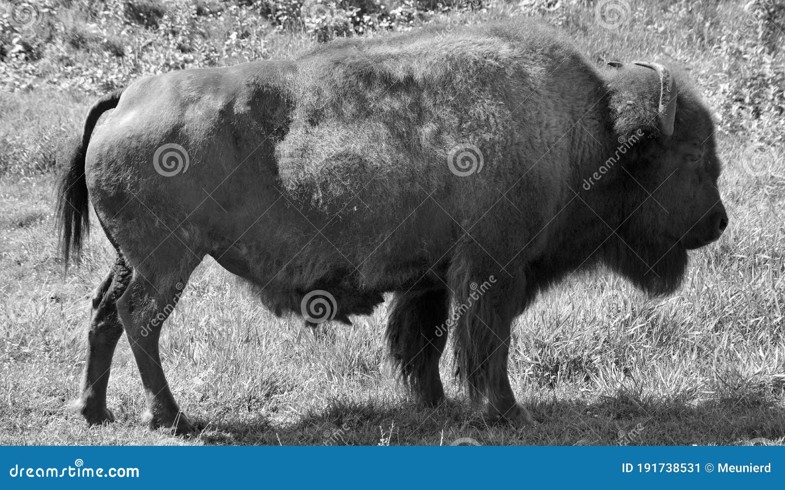 Bison are Large, Even-toed Ungulates Stock Image - Image of cattle ... Bison are Large, Even-toed Ungulates Stock Image - Image of cattle ...
