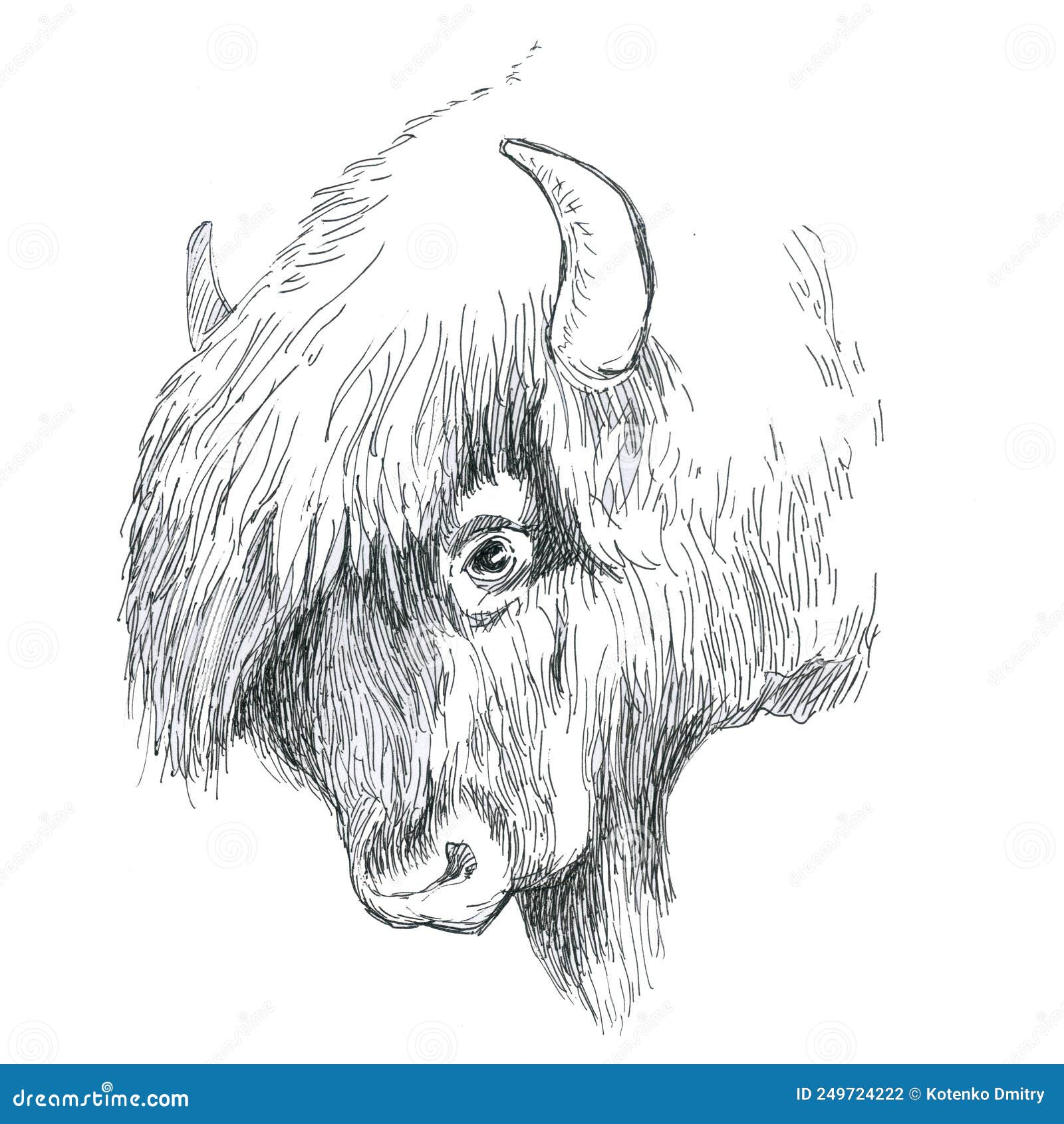 Bison Large Image of the Head. Ink Drawing Stock Illustration ...