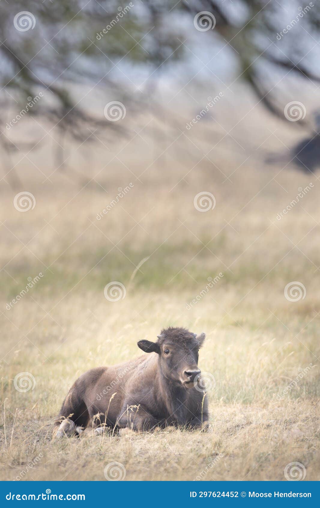 Bison Laying in Grass with Mountains in Background Stock Photo - Image ...