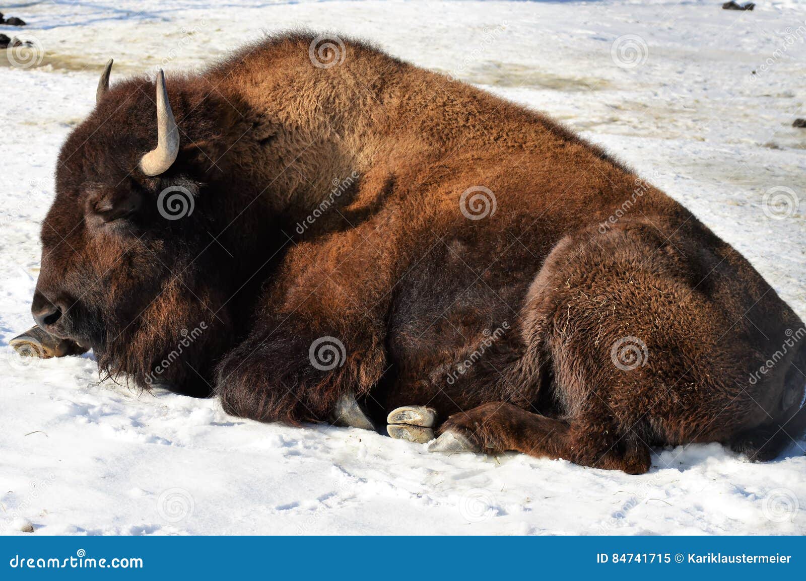 Bison stock image. Image of horns, life, laying, detail - 84741715
