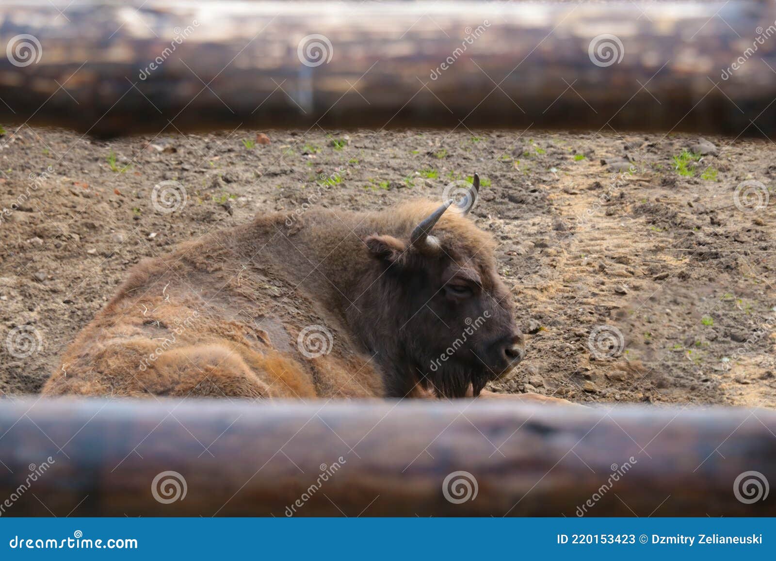 Sad Bison Lies On The Sand Royalty-Free Stock Image | CartoonDealer.com ...