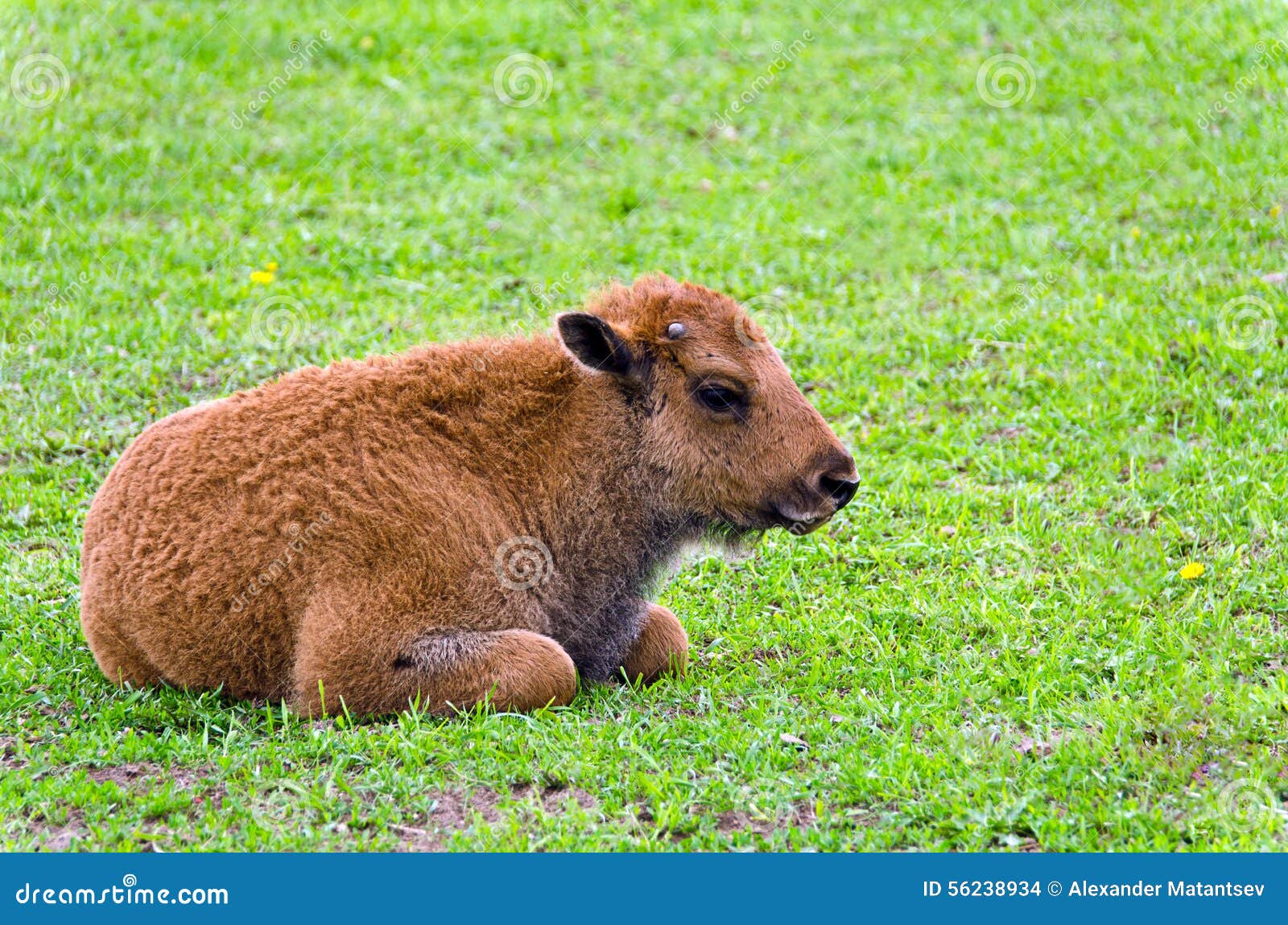 Bison stock photo. Image of rest, nature, animals, fauna - 56238934