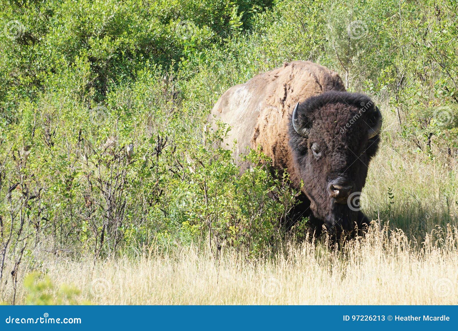 Bison stock image. Image of high, west, male, yellow - 97226213