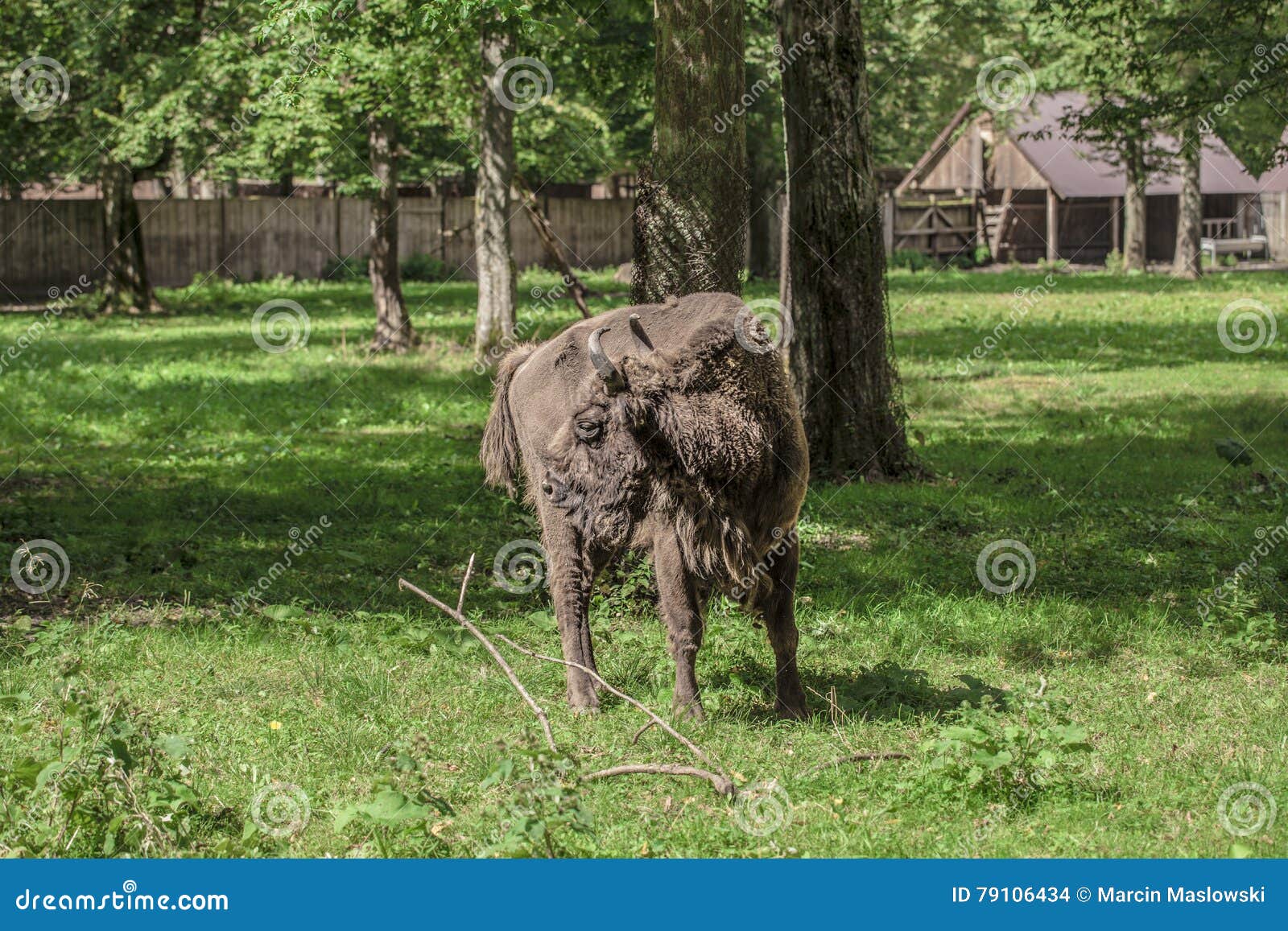 Bison Look Back , Bialowieza National Park Stock Photo - Image of farm ...