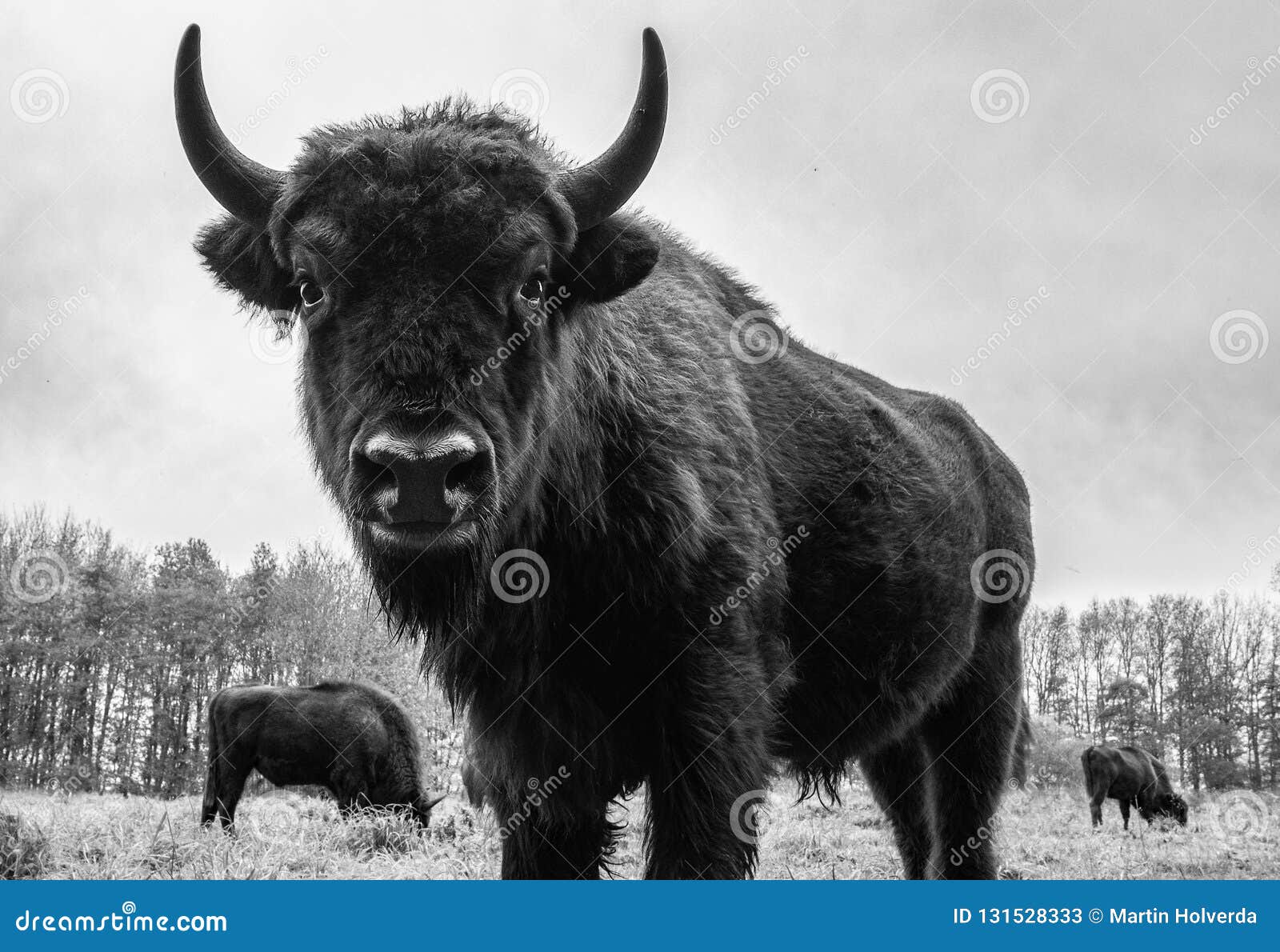 Bison Looking in the Camera Stock Image - Image of male, landscape ...