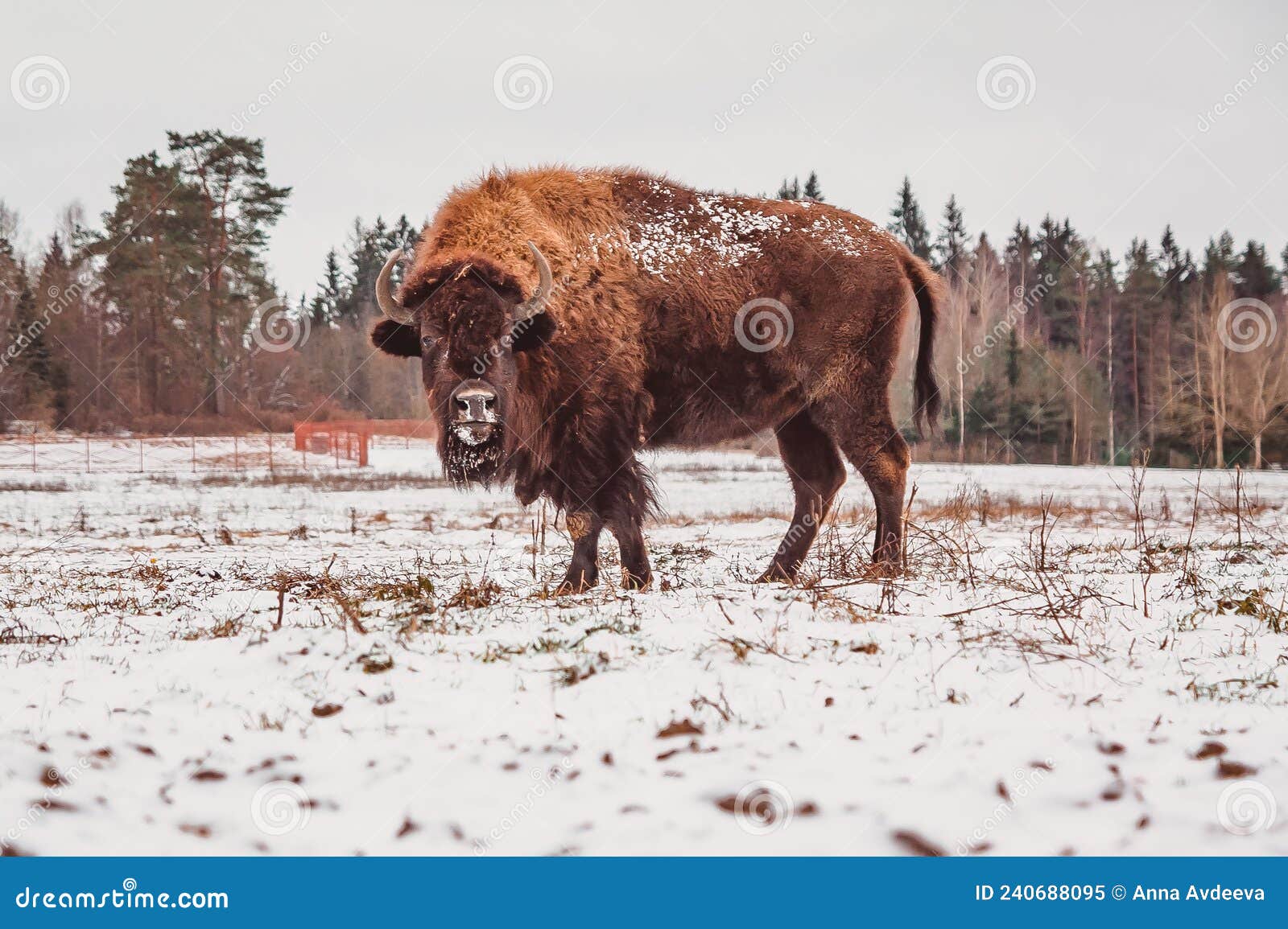 Bison is Looking in the Camera Standing on the Field at Winter Stock ...