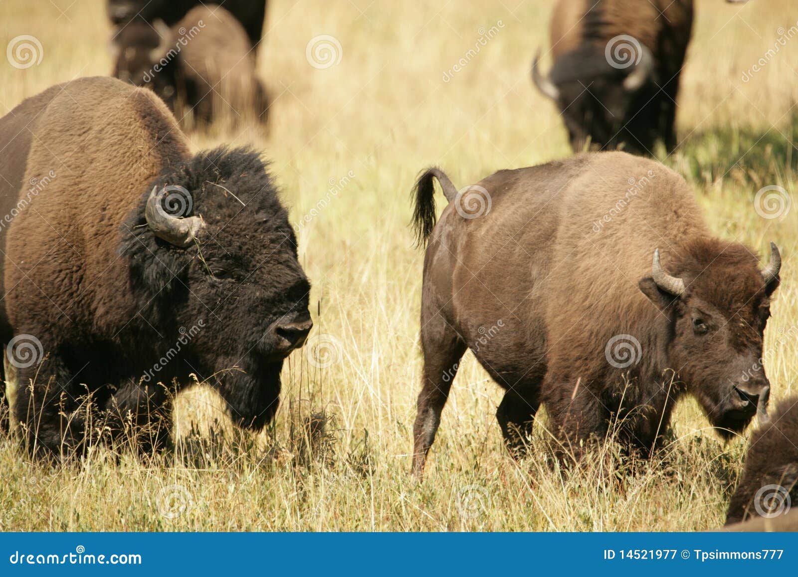 Bison Lovers Quarrel stock image. Image of park, animal - 14521977