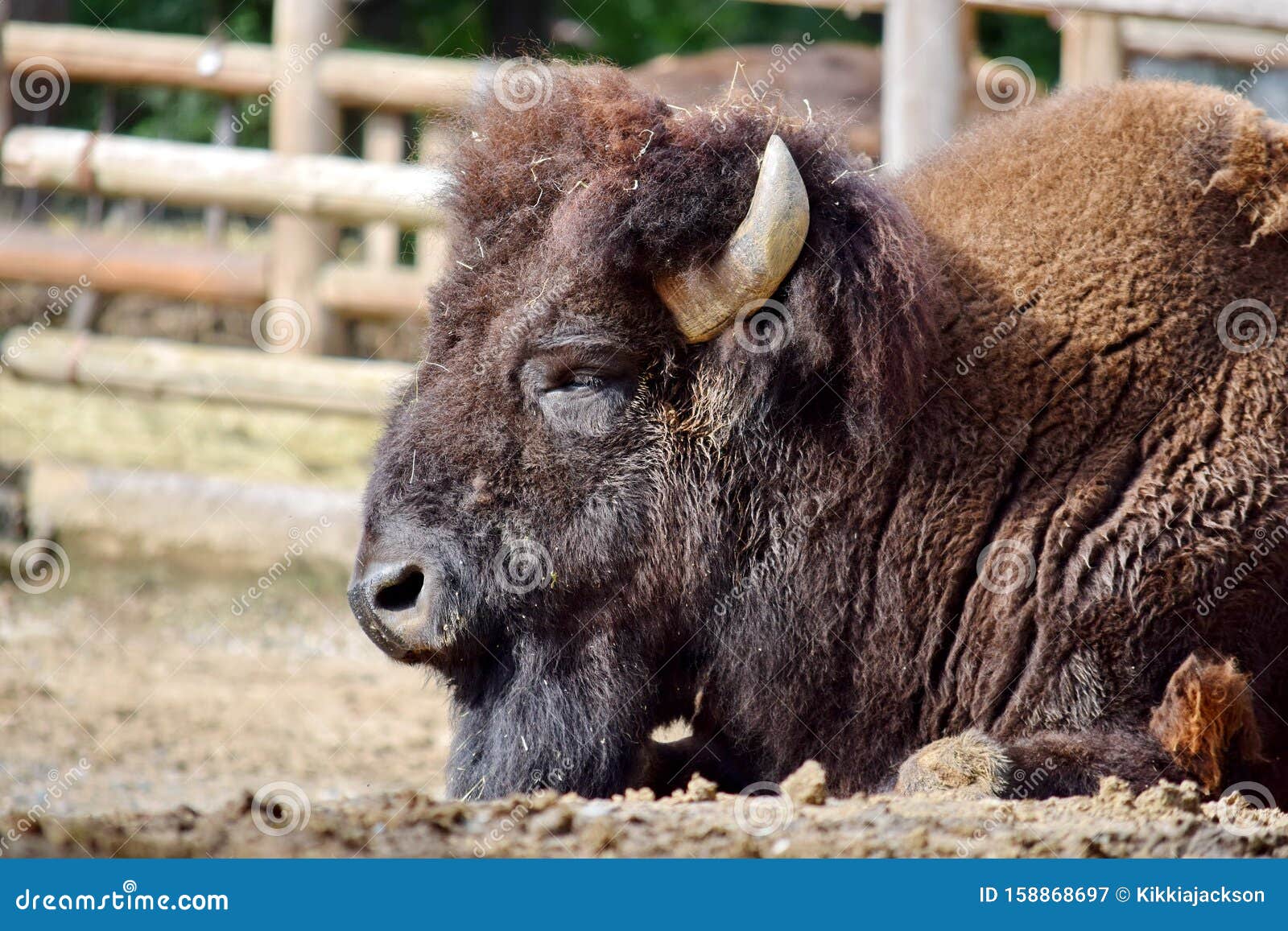 Bison Lying and Resting on Ground Stock Image - Image of bovidae ...