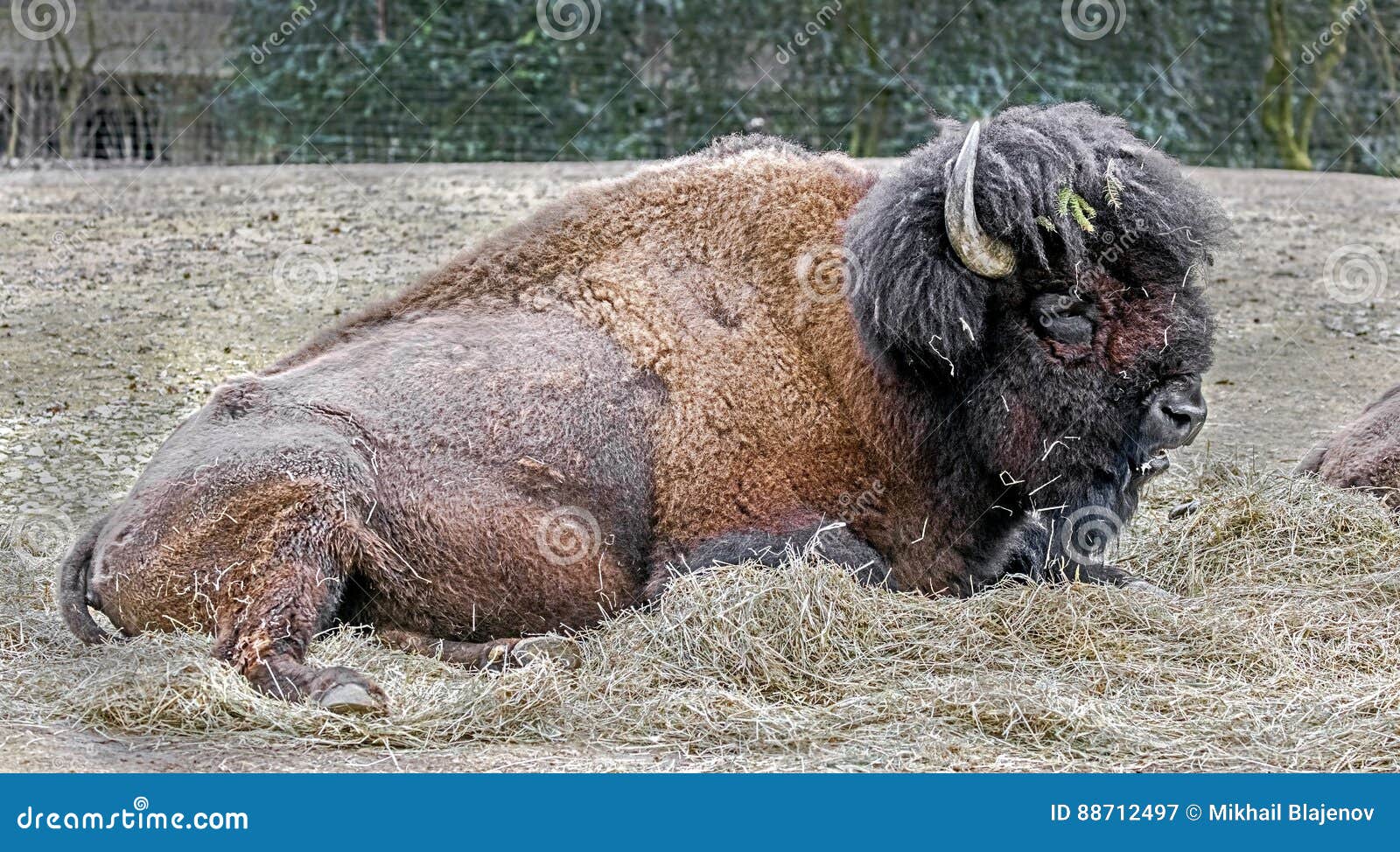 Bison male 1 stock image. Image of nature, manure, prairie - 88712497
